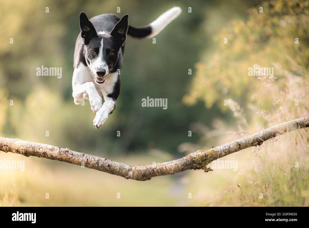 Happy dog jumping for joy hi-res stock photography and images - Alamy