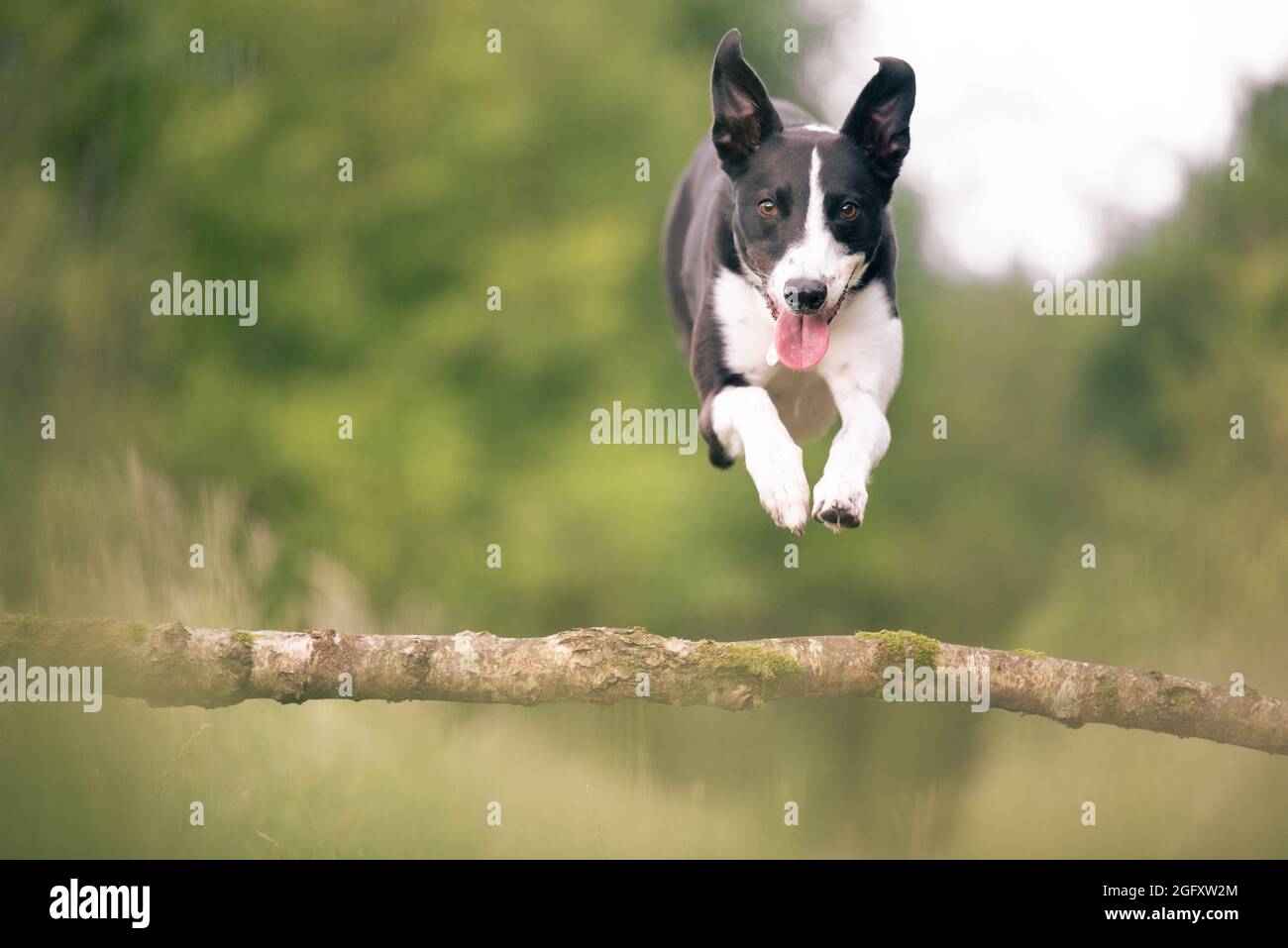 Black white collie dog jumping hi-res stock photography and images - Alamy