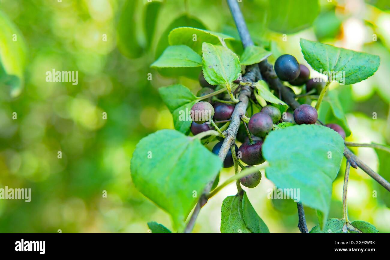 Buckthorn tree hi-res stock photography and images - Alamy