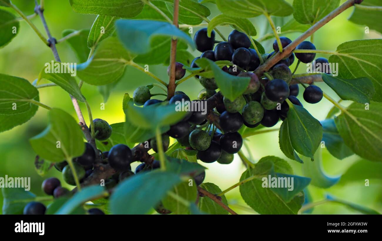 Buckthorn tree hi-res stock photography and images - Alamy