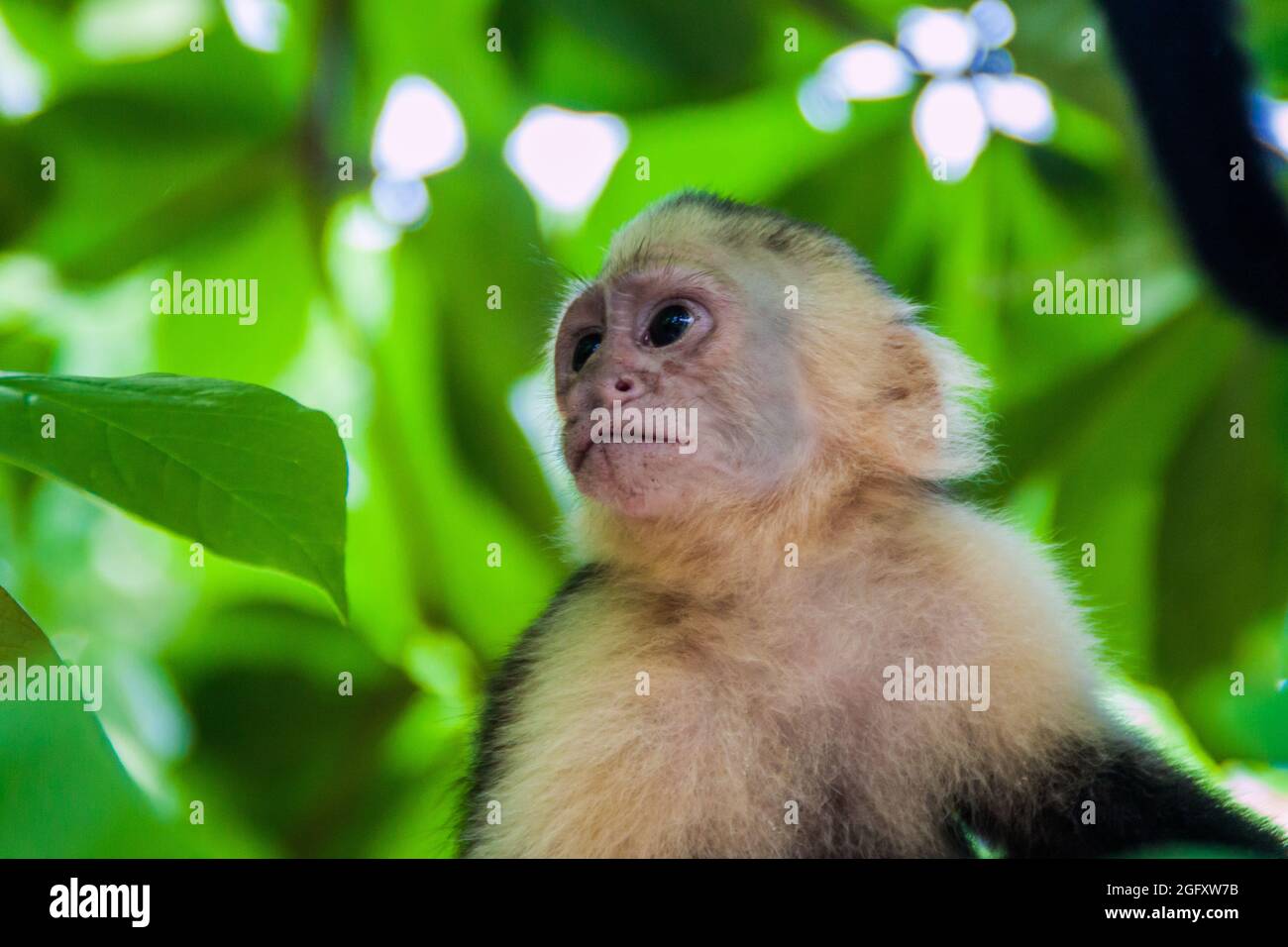 White-headed capuchin monkey Cebus capucinus in National Park Manuel ...