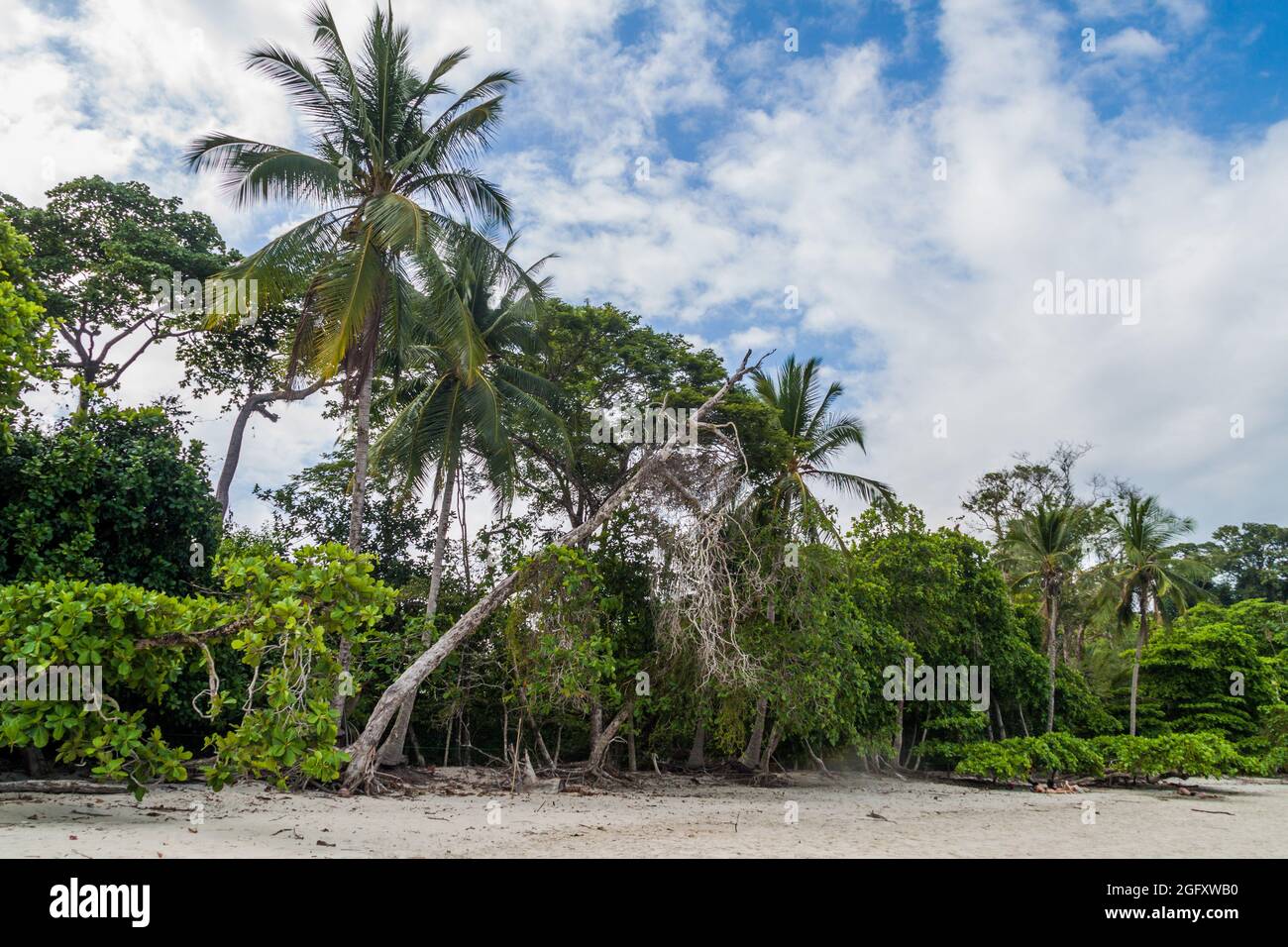 Green palms on wild beach hi-res stock photography and images - Alamy