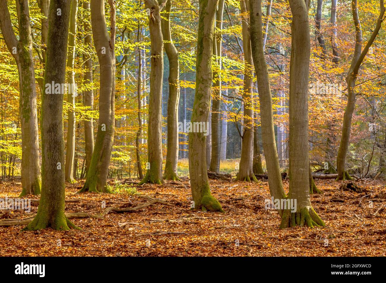 Avenue trees in netherlands hi-res stock photography and images - Alamy