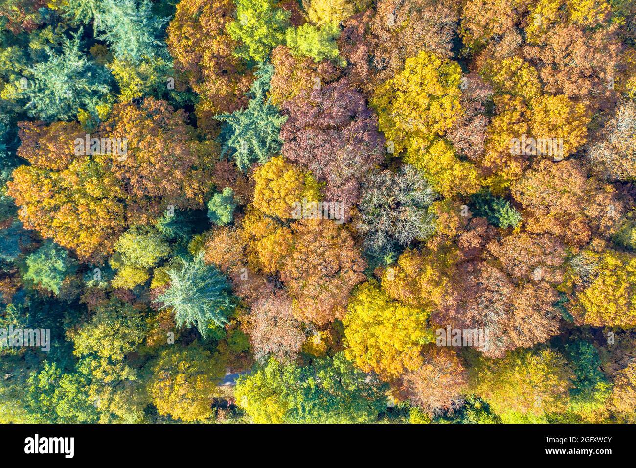 Aerial top down view of mixed forest in autumn colors. Gasselte ...