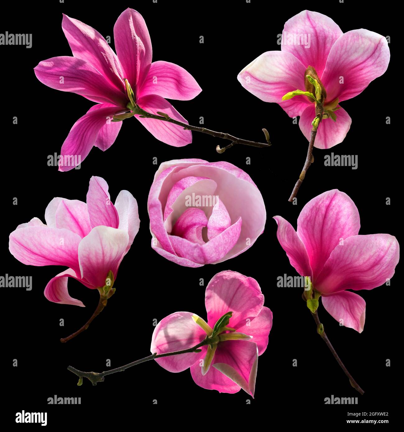 Best botanical collection hi-res stock photography and images - Alamy