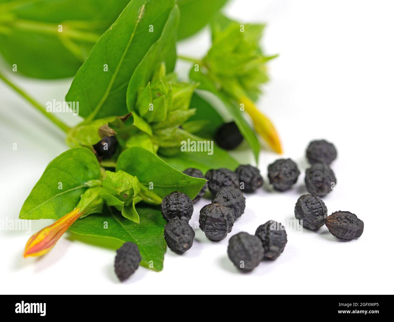 Fruits of the miracle flower, Mirabilis jalapa, against white ...