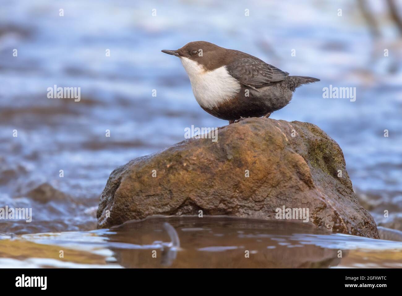 White-throated dipper (cinclus cinclus) aquatic bird foraging in fast ...