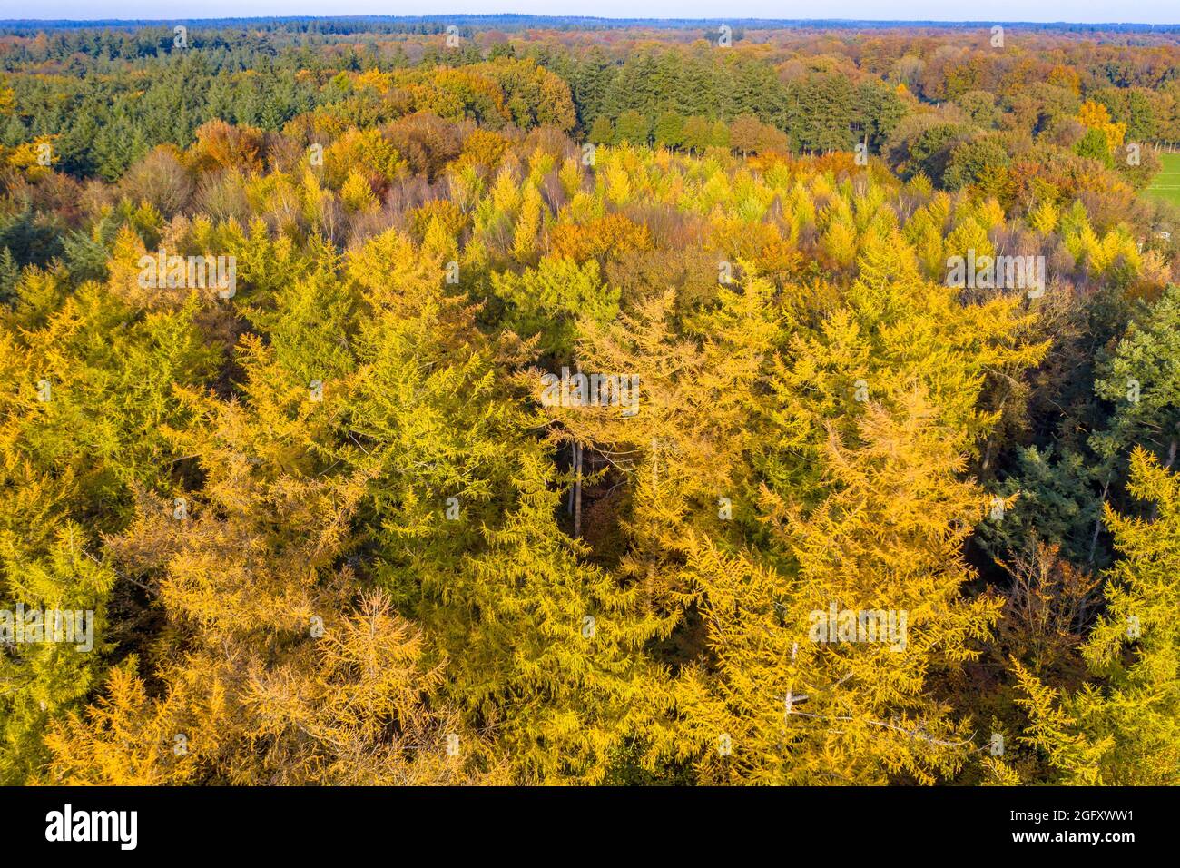 Top down aerial view of autumn forest with colorful fall foliage of ...