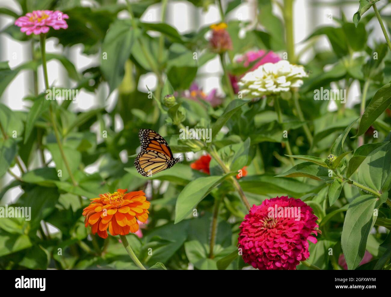monarch butterfly in flight Stock Photo - Alamy