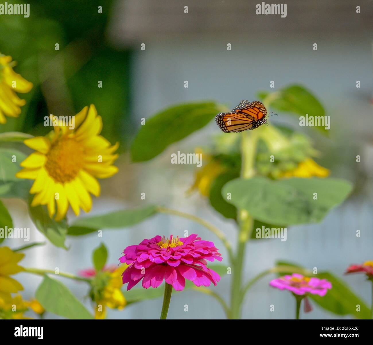 Butterfly in flight hi-res stock photography and images - Alamy