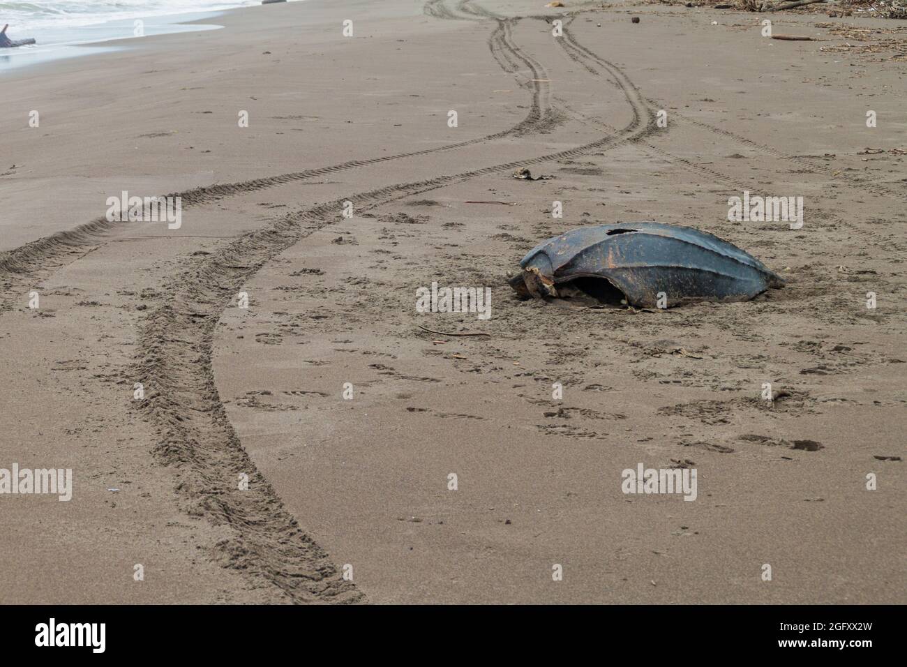 Empty shell of a dead Leatherback sea turtle Dermochelys coriacea at a ...