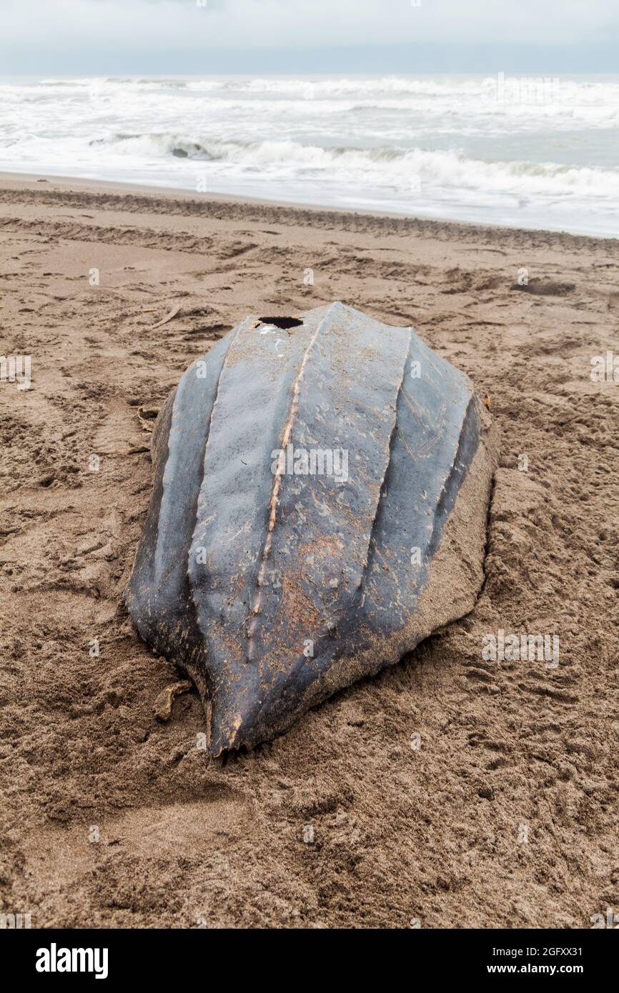 Empty shell of a dead Leatherback sea turtle Dermochelys coriacea at a ...
