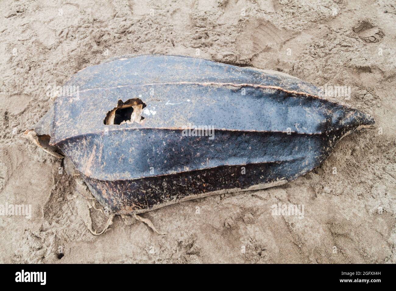 Empty shell of a dead Leatherback sea turtle Dermochelys coriacea at a ...
