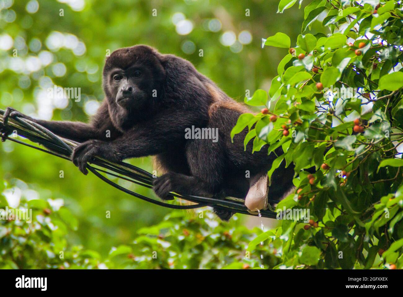 Howler monkey peeing on a cable in Cahuita National Park, Costa Rica ...