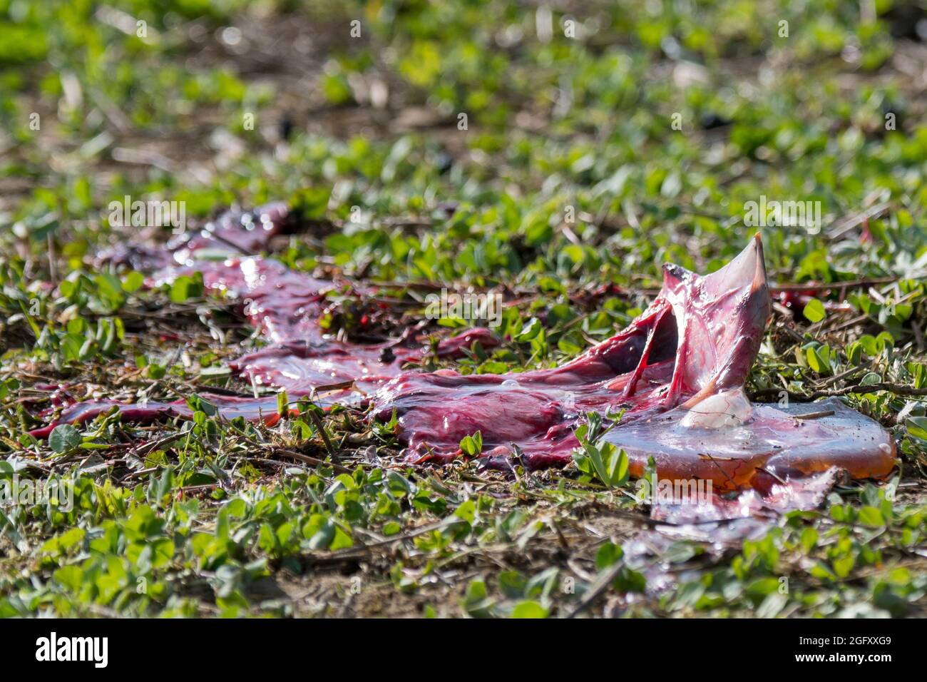 Afterbirth hi-res stock photography and images - Alamy