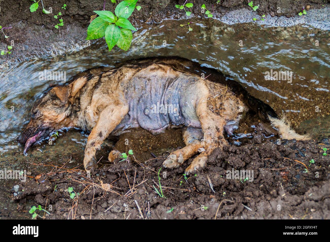 Dead dog in a ditch Stock Photo - Alamy