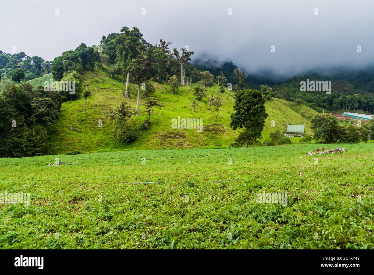Vegetable fields near Bajo Grande village near Baru volcano, Panama ...