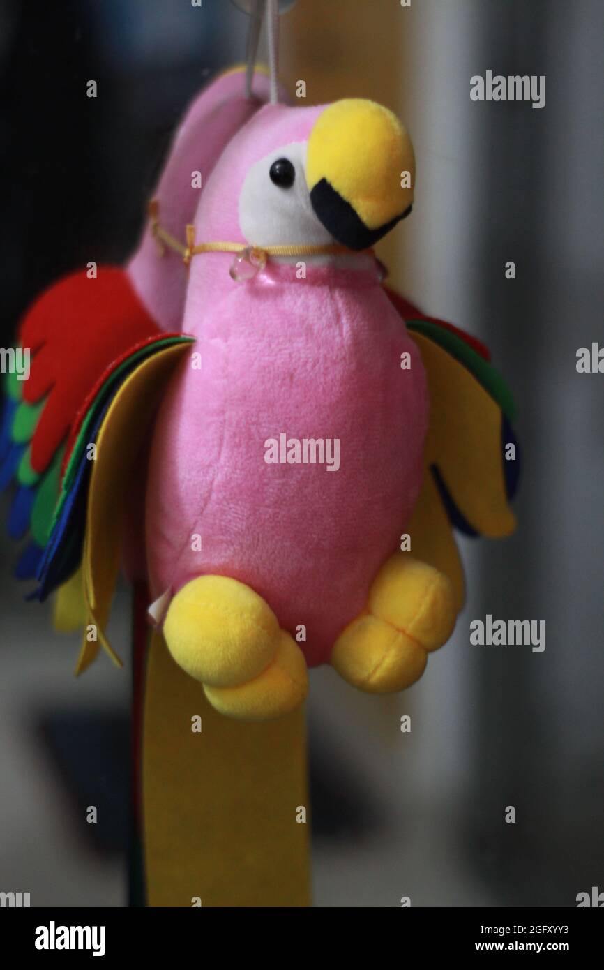 Baby parrots hi-res stock photography and images - Alamy