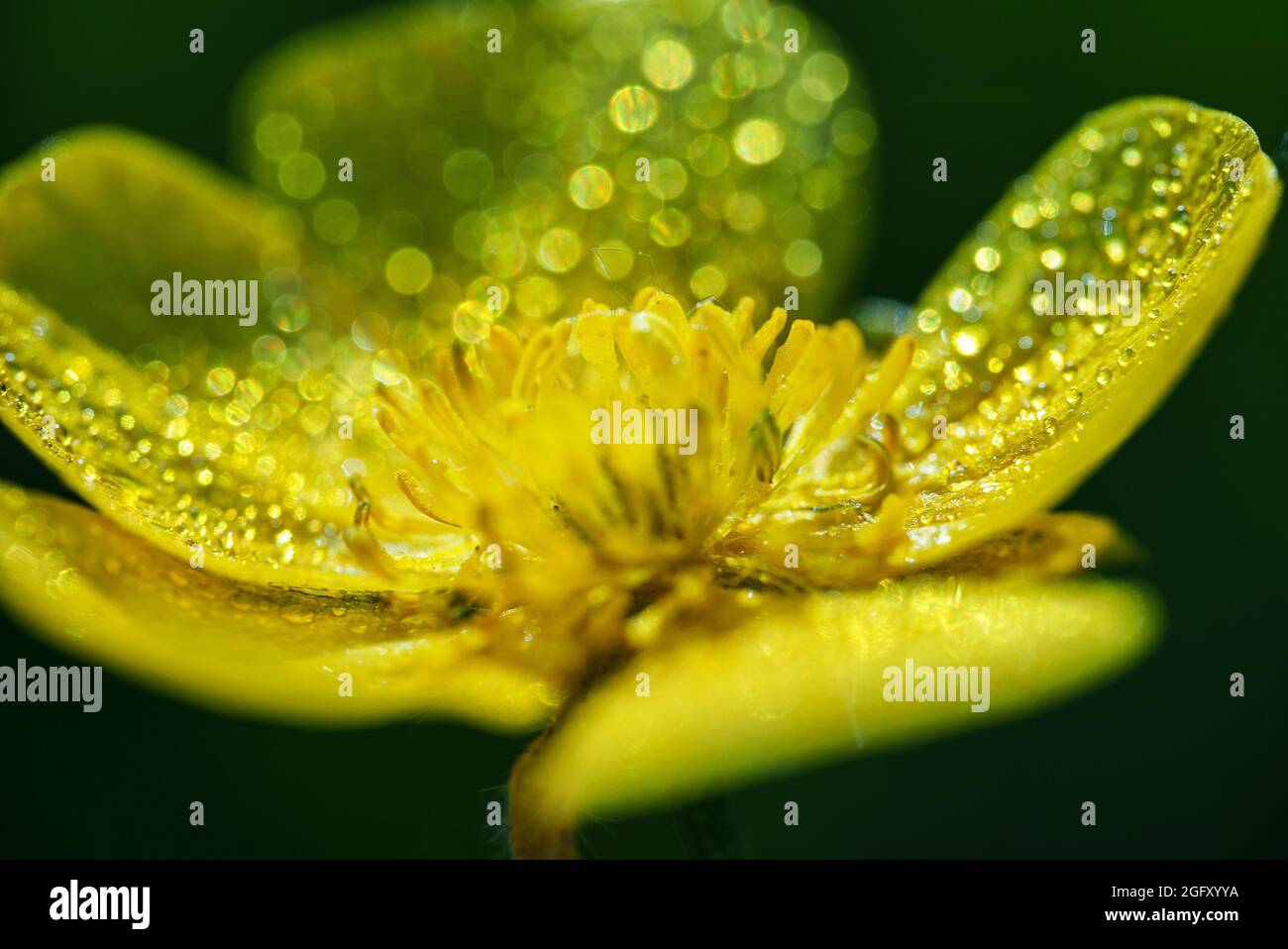 Macro view of dew drops on yellow flower. Ranunculus repens Stock Photo ...