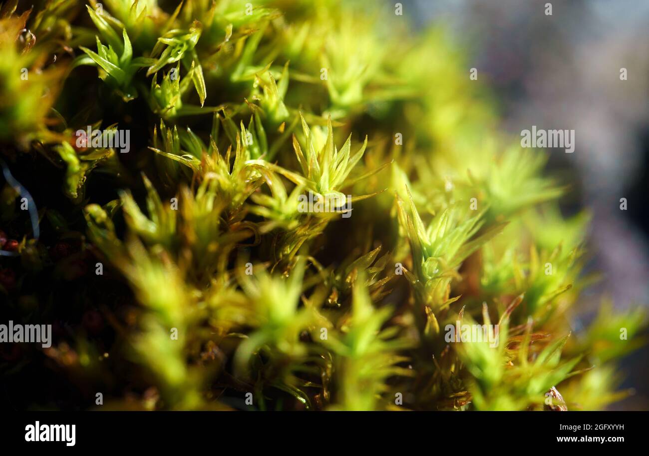Extreme macro view of moss opened because of water Stock Photo - Alamy