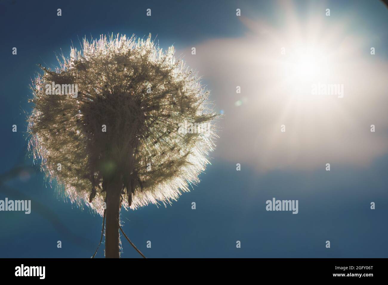 Macro view of common dandelion. Taraxacum officinale Stock Photo - Alamy