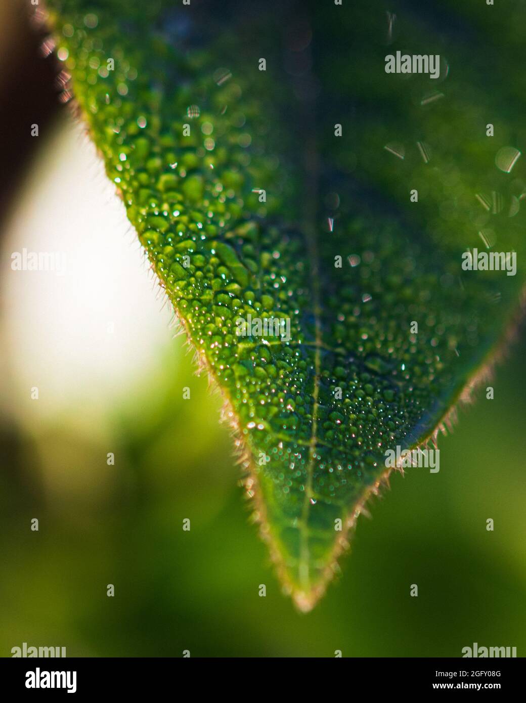 Vertical close up shot of a green leaf Stock Photo - Alamy