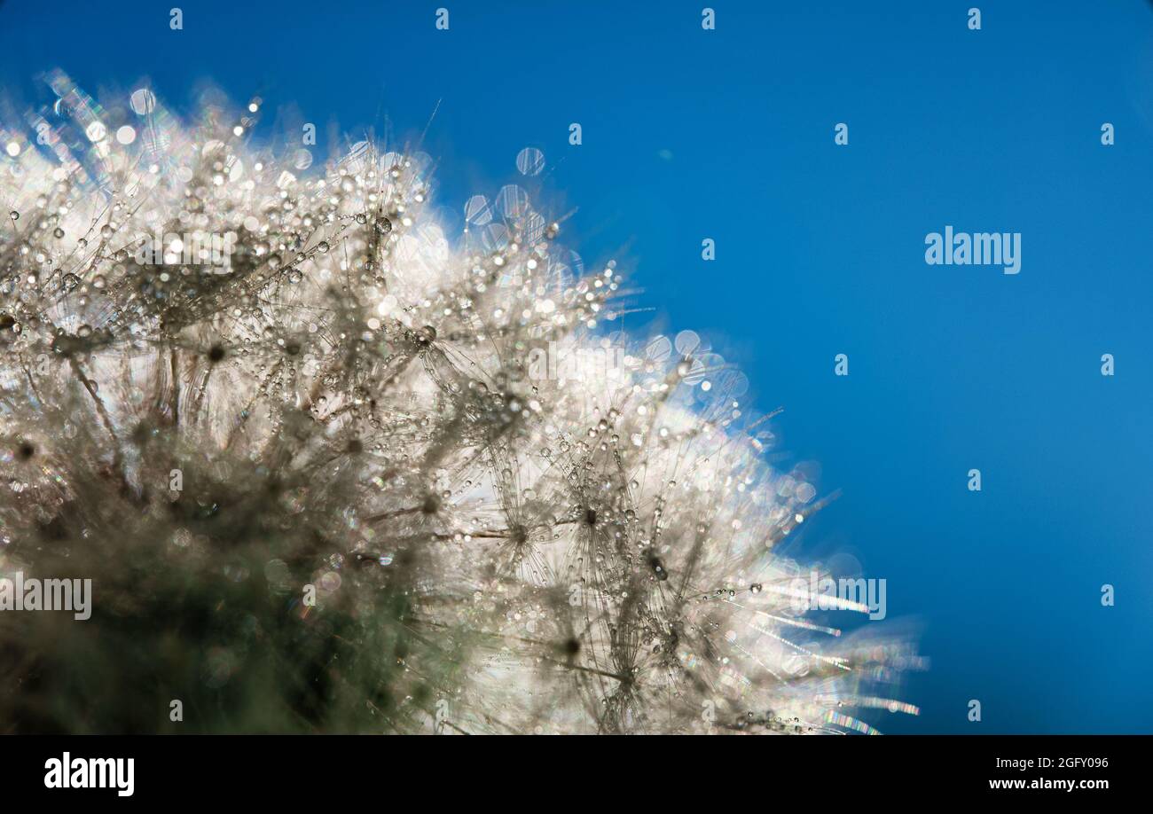 Macro view of common dandelion. Taraxacum officinale Stock Photo - Alamy