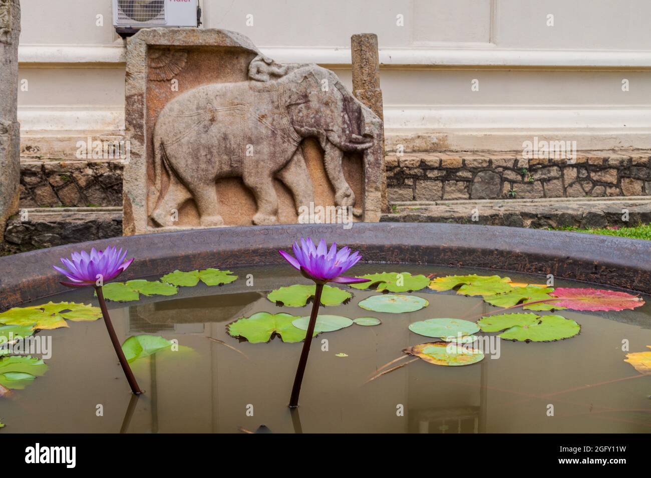 Lotus flower in a small tank at the grounds of the Temple of Sacred ...