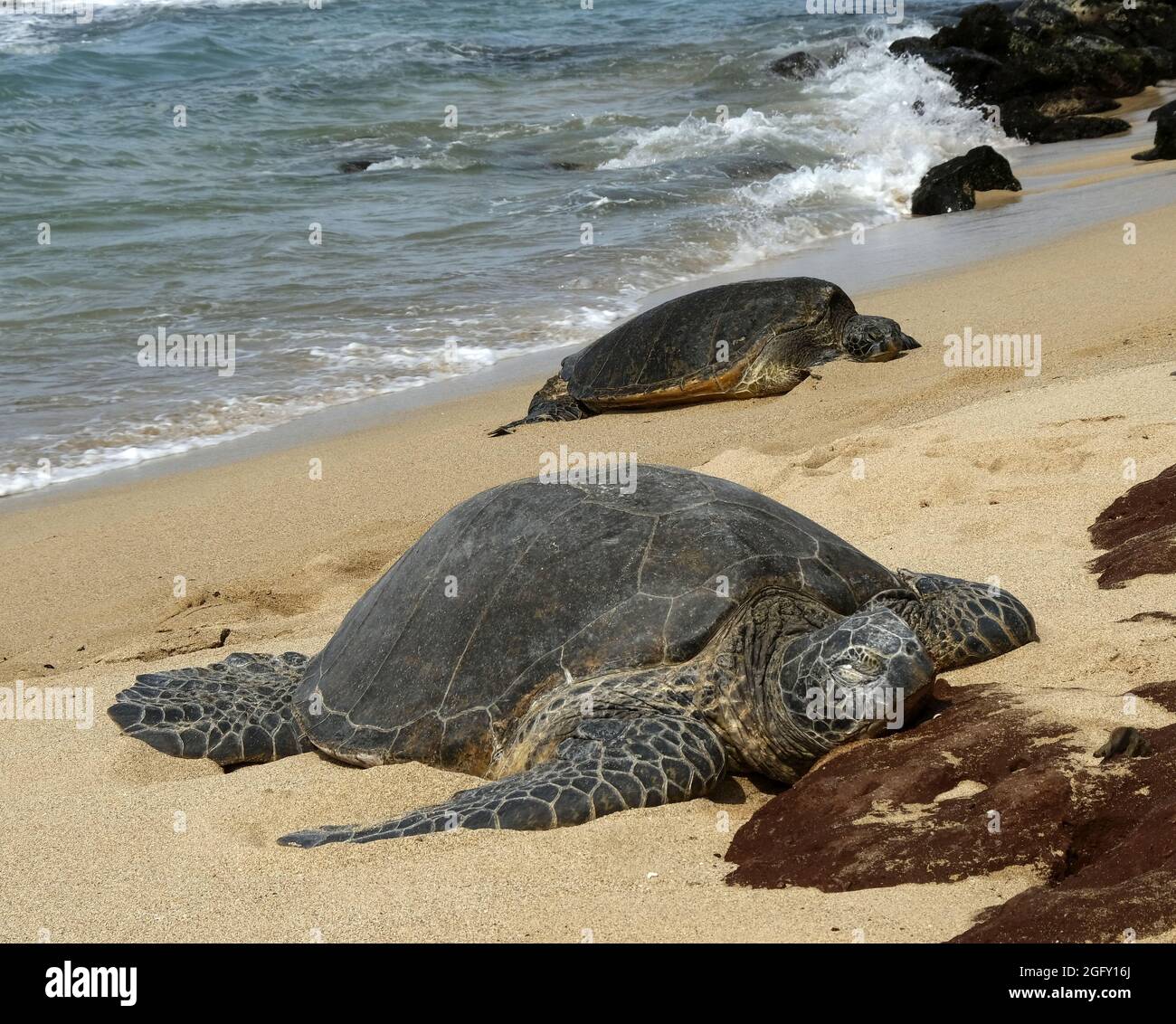 Huge Sea Turtles resting on Kaulahao Beach on Maui's North Coast Stock ...