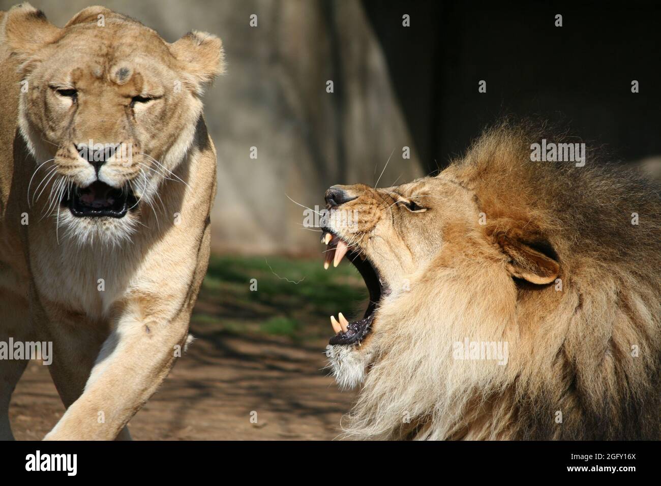 Female Lion Roaring At Male Lion