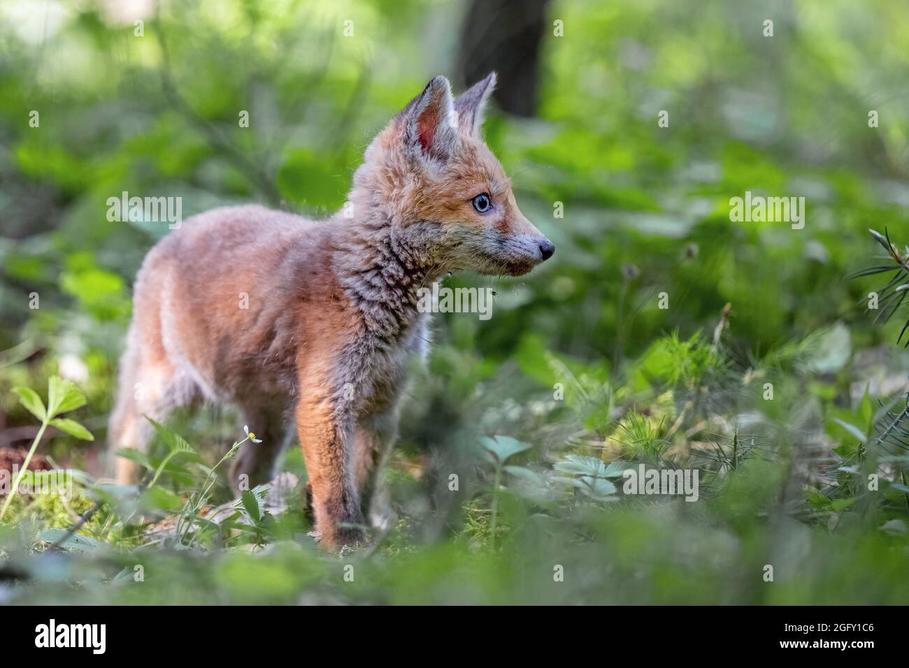 Red fox cub flower hi-res stock photography and images - Alamy