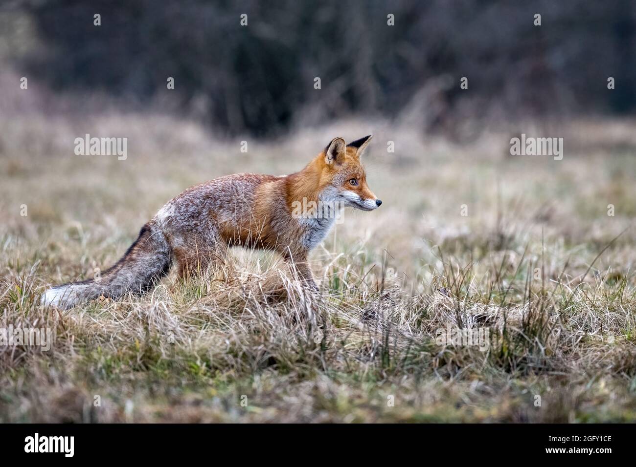 Pheasants in wild hi-res stock photography and images - Alamy