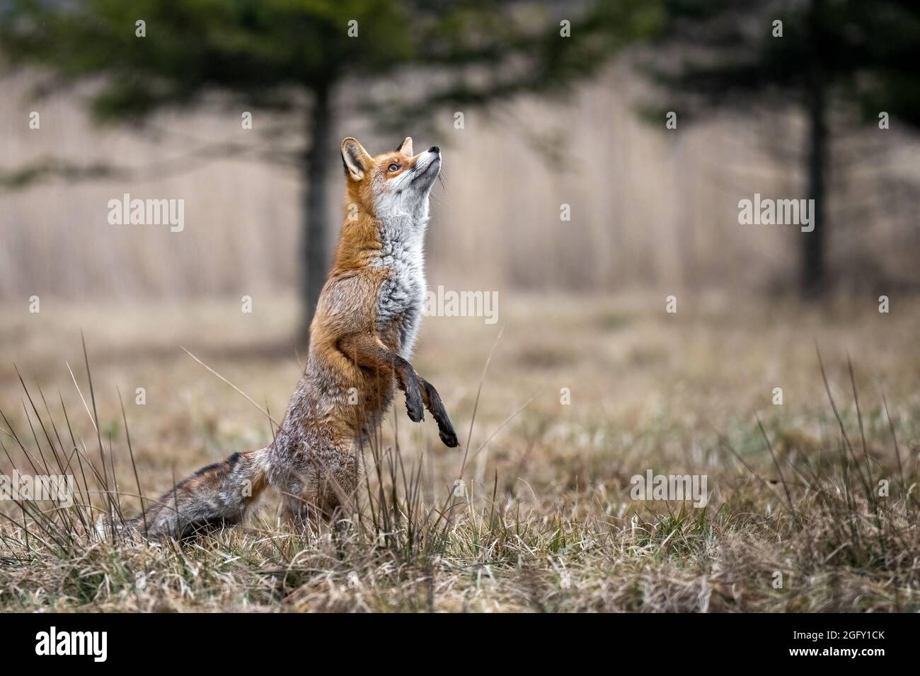 A red fox hunts pheasants in a meadow Stock Photo - Alamy