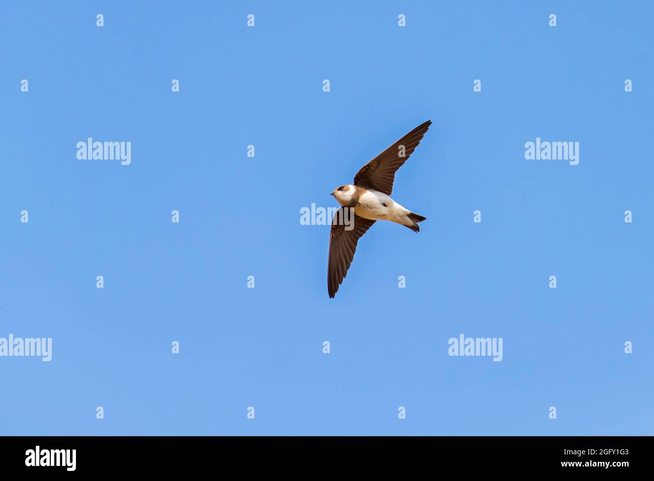 European sand martin / bank swallow / collared sand martin (Riparia ...