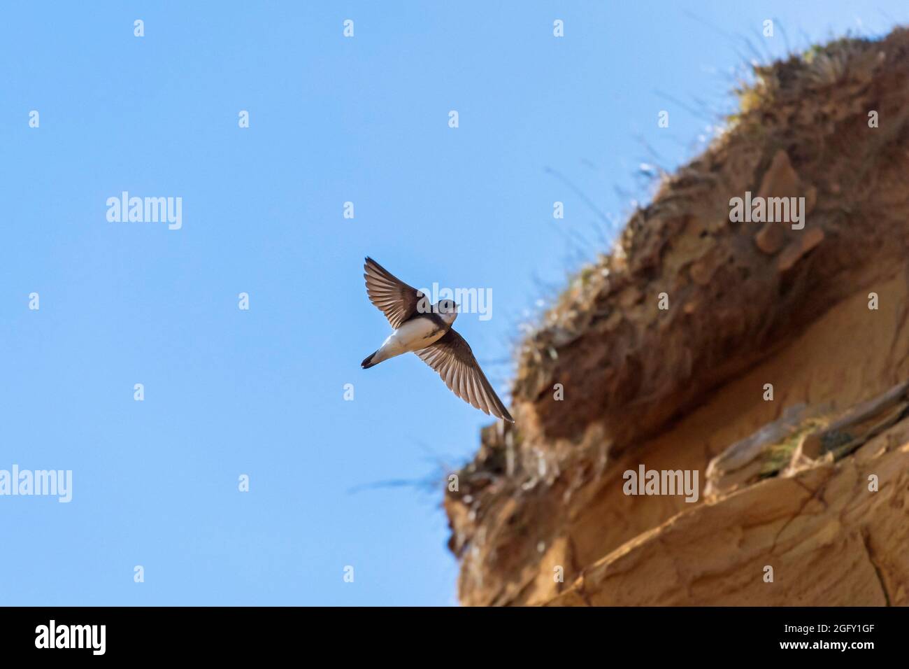 European sand martin / bank swallow / collared sand martin (Riparia ...
