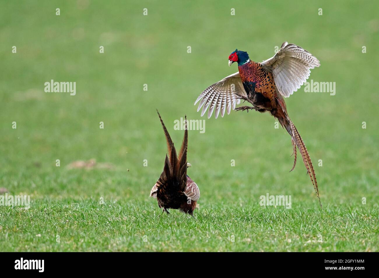Common pheasant / Ring-necked pheasants (Phasianus colchicus) two territorial cocks / males ...