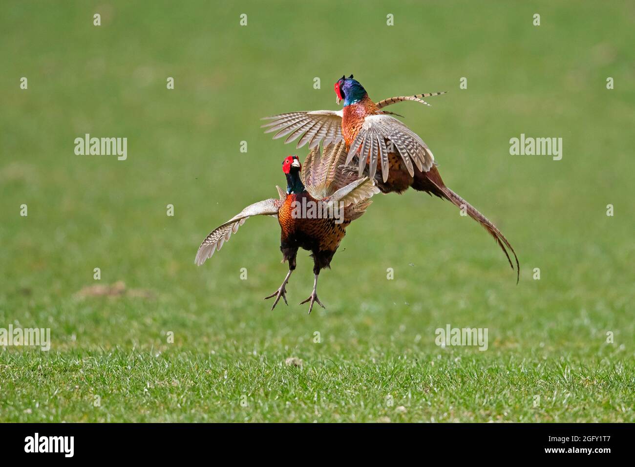 Common pheasant / Ring-necked pheasants (Phasianus colchicus) two territorial cocks / males ...