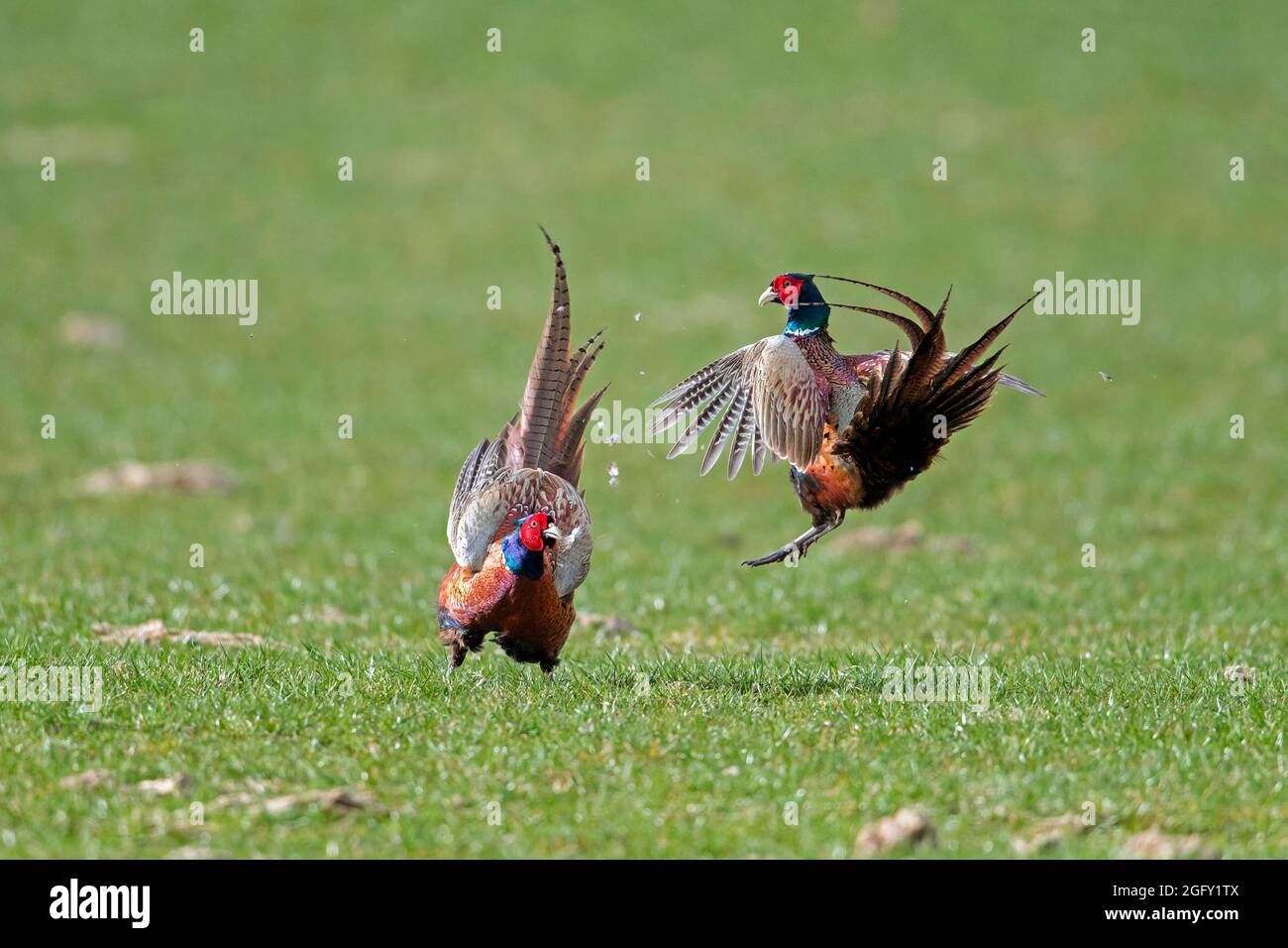 Common pheasant / Ring-necked pheasants (Phasianus colchicus) two ...