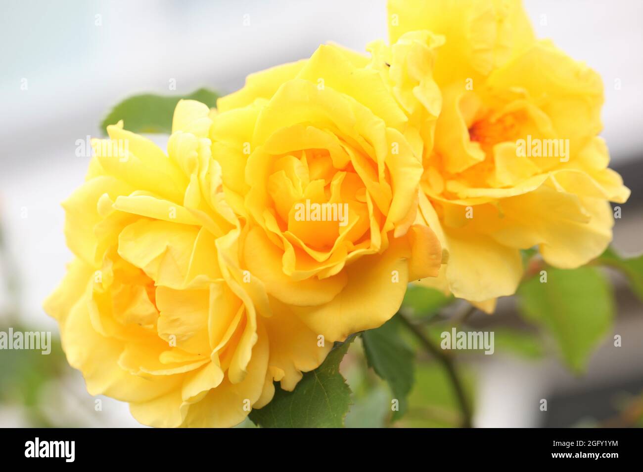 Yellow blooms of Floribunda Rose ' Arthur Bell ' Stock Photo - Alamy