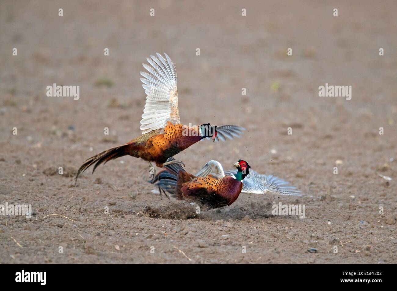 Common pheasant / Ring-necked pheasants (Phasianus colchicus) two territorial cocks / males ...