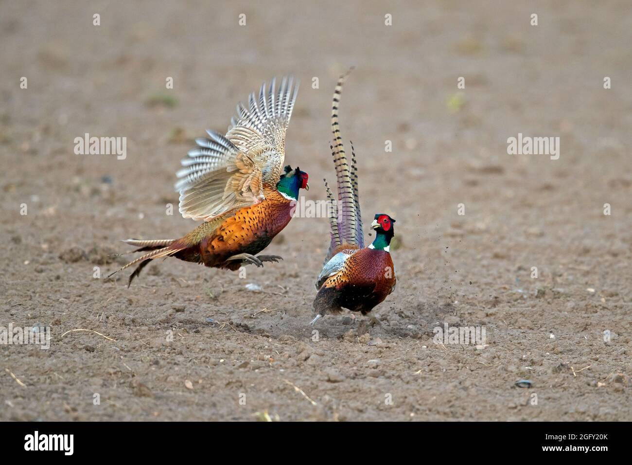 Common pheasant / Ring-necked pheasants (Phasianus colchicus) two territorial cocks / males ...