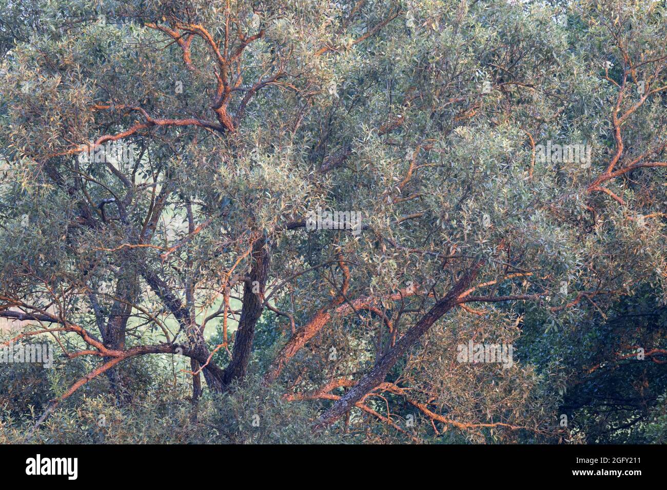 Narrow-leaved ash (Fraxinus angustifolia) in sunset lights Stock Photo ...