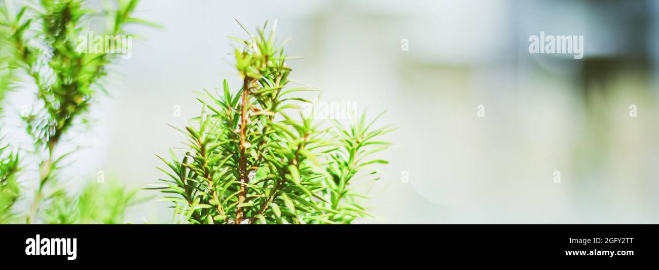 Spruce tree branches as abstract nature background and natural ...