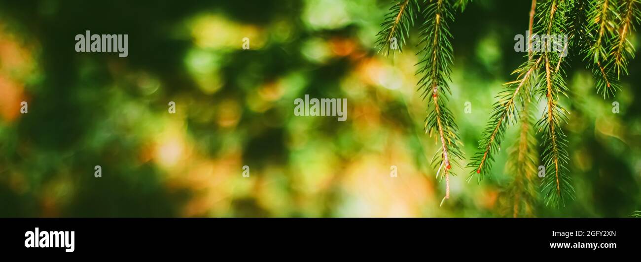 Spruce tree branches as abstract nature background and natural ...