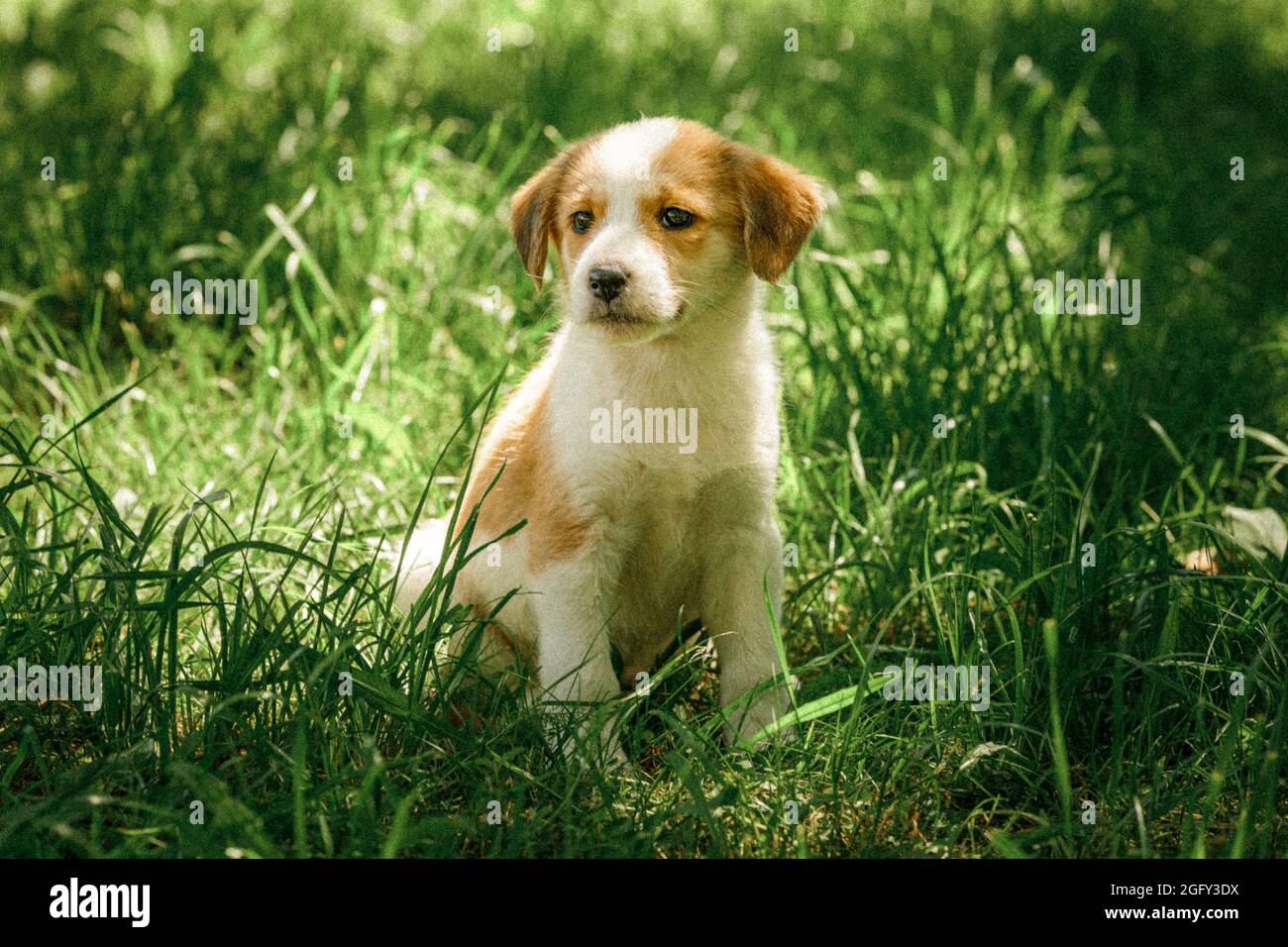 How Dogs Take Care Of Their Puppies