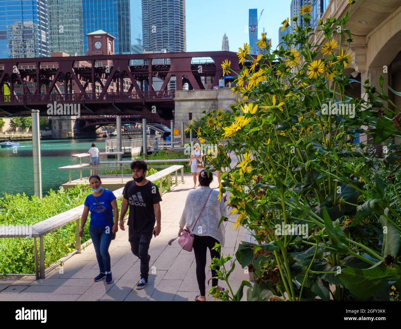 Illinois native plants hi-res stock photography and images - Alamy
