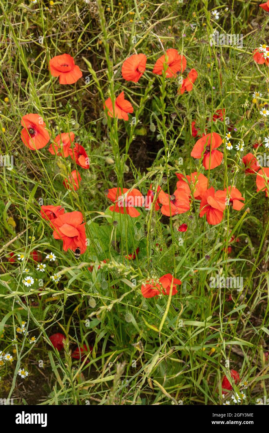 Red field poppies (Papaver rhoeas) and Rapeseed (Brassica napus) pods ...
