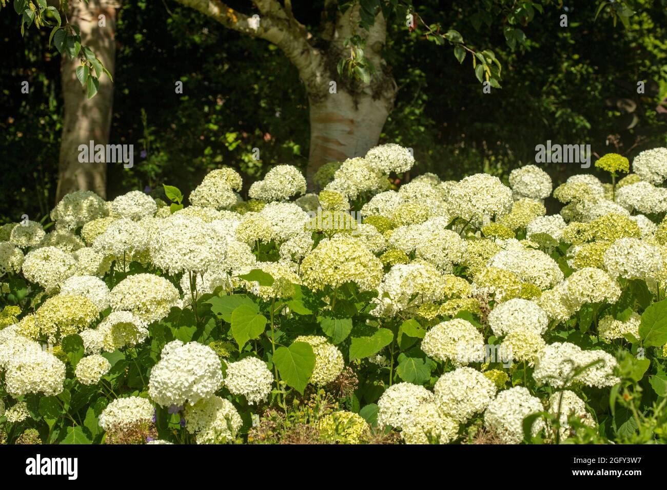 Glorious massed border of Hydrangea arborescens Strong Annabelle ...