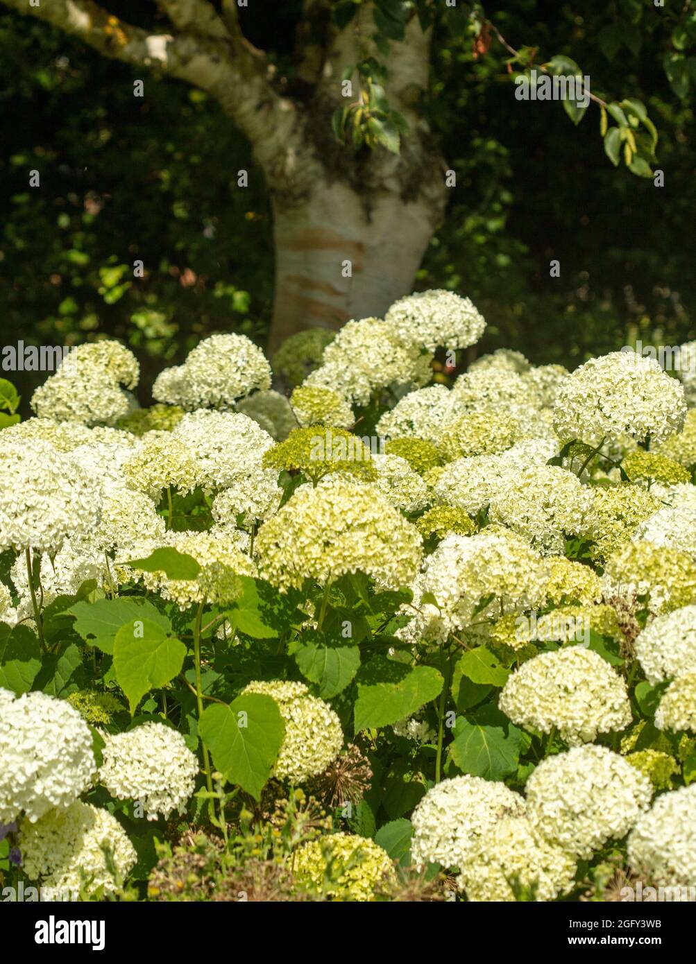 Glorious massed border of Hydrangea arborescens Strong Annabelle ...