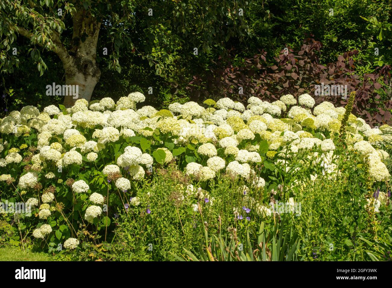 Glorious massed border of Hydrangea arborescens Strong Annabelle ...